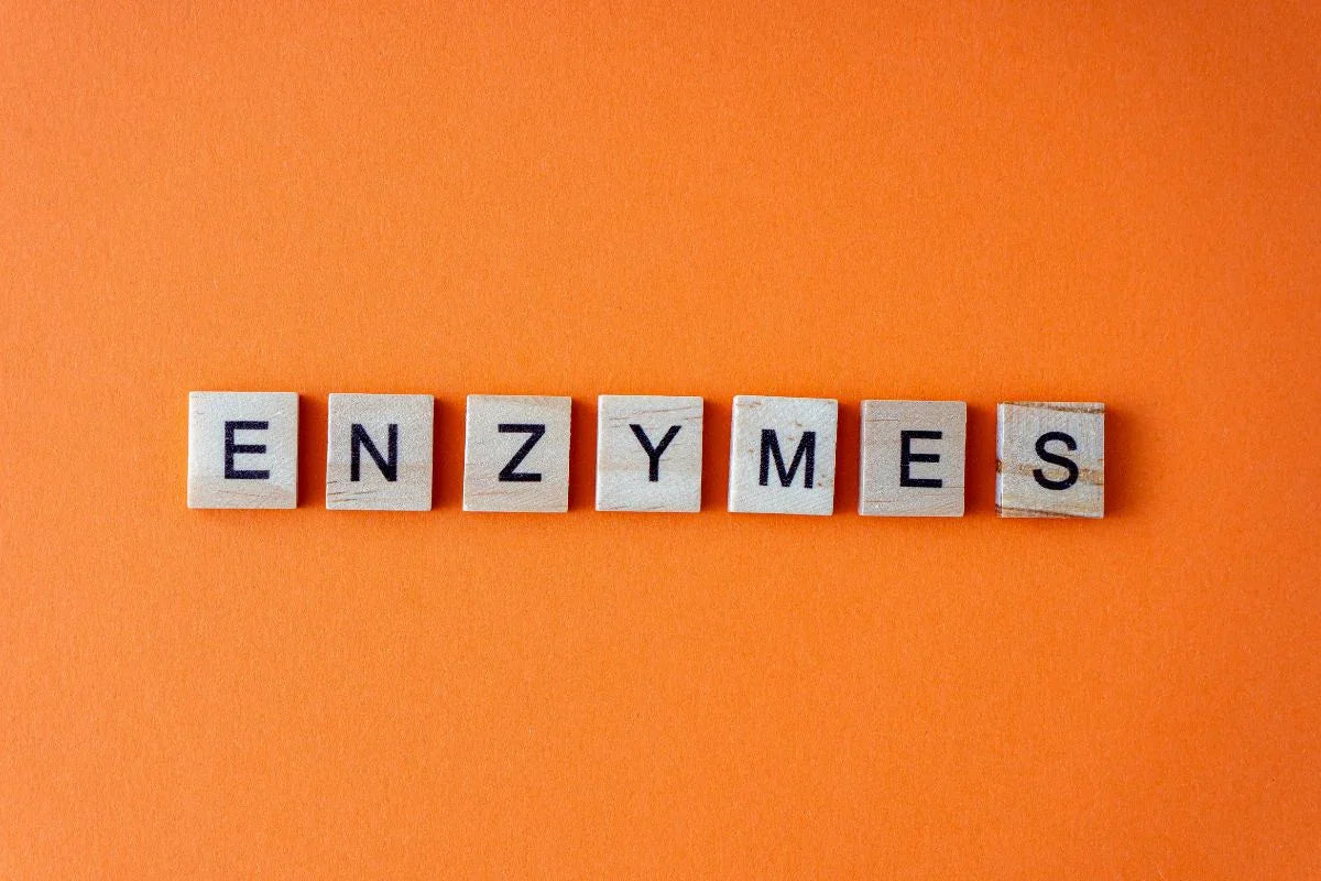 Enzyme: die Arbeitspferde unseres Körpers