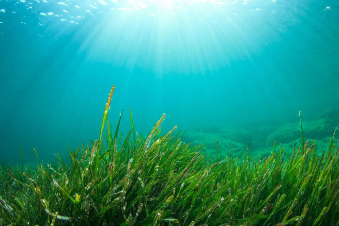 Seetang, das ultimative Gemüse!